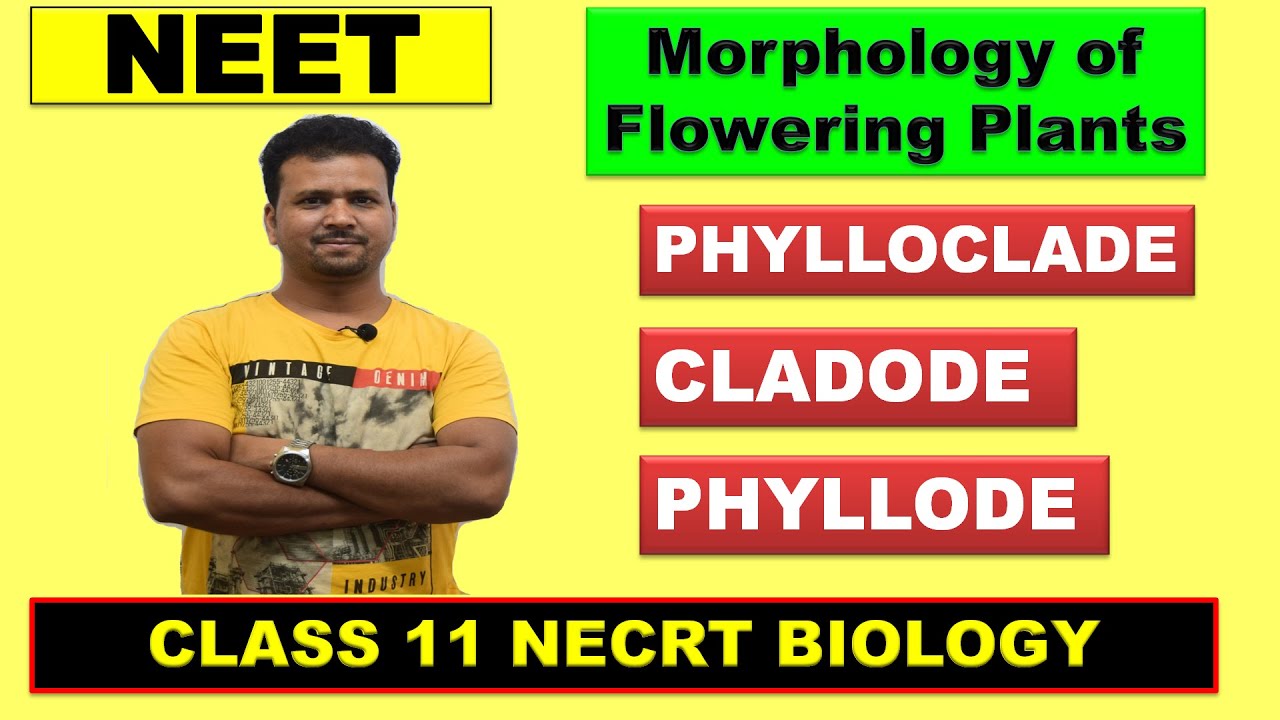 PHYLLOCLADE | CLADODE | PHYLLODE | MORPHOLOGY OF FLOWERING PLANT Class ...
