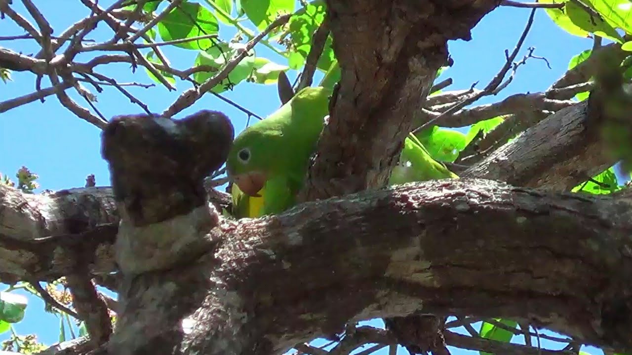 Periquito-verde (Brotogeris tirica) - Eusébio CE - YouTube