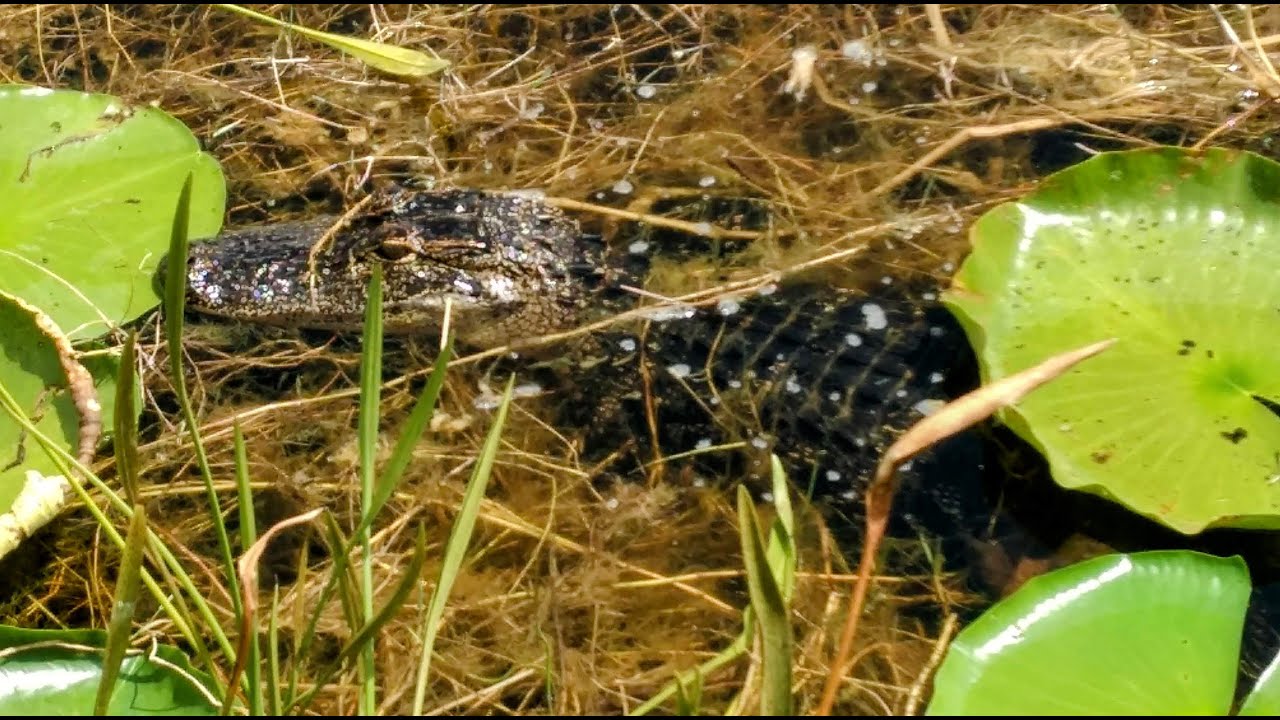 Swamp Donkey Airboat Ride - YouTube