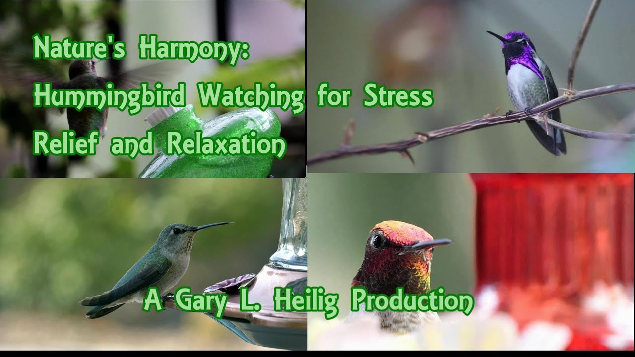 Nature's Harmony Hummingbird Watching for Stress Relief and Relaxation ...