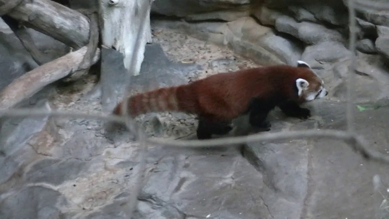 Min the Red Panda - YouTube