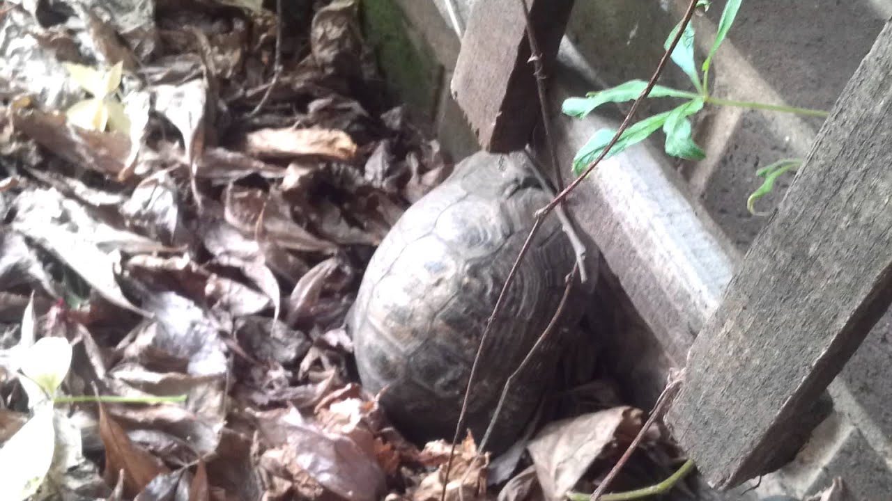 timothy the tortoise trying to climb a brick wall - YouTube