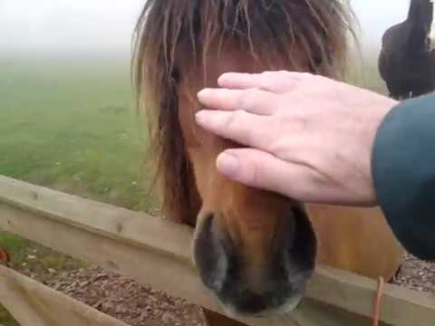 wee man kevin aka shrek and donkey - YouTube