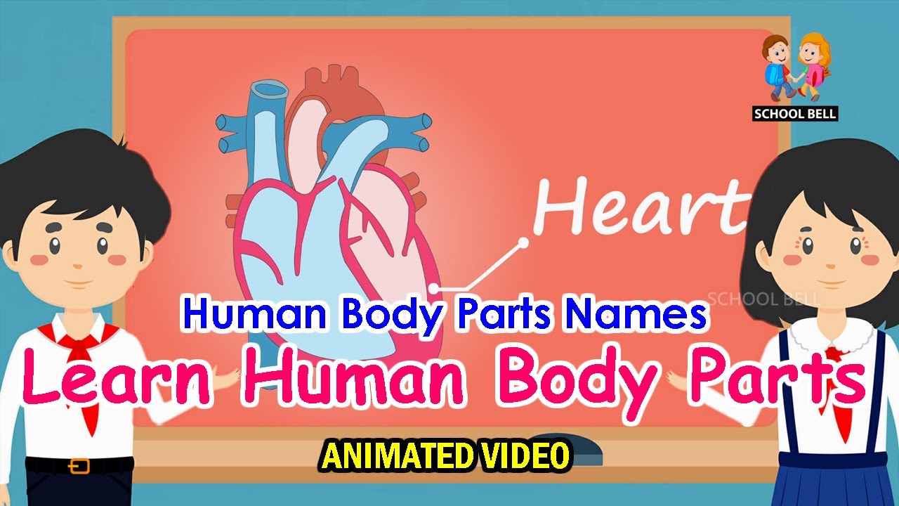 Human Body Parts Name For Kids