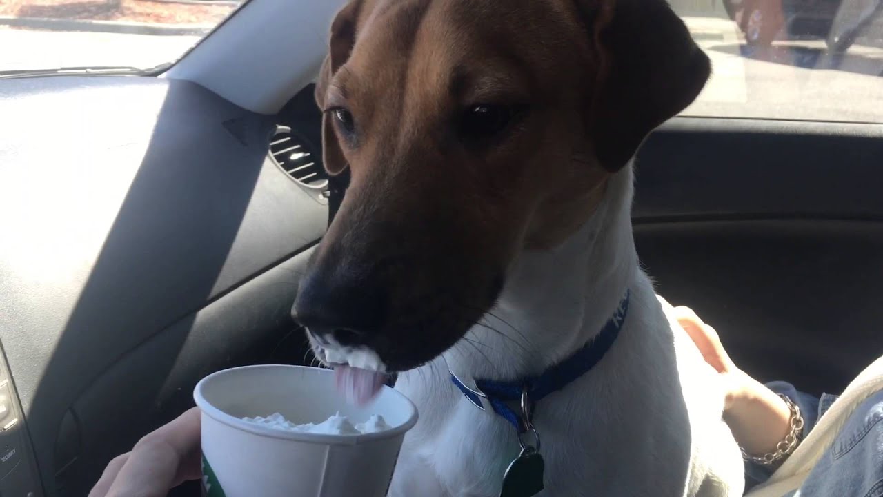 Reggie enjoying his Pupachino - YouTube
