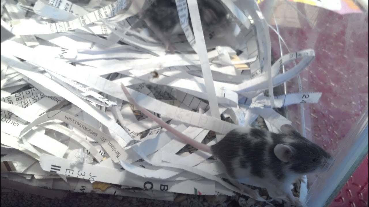 Baby mice grooming themselves! - YouTube