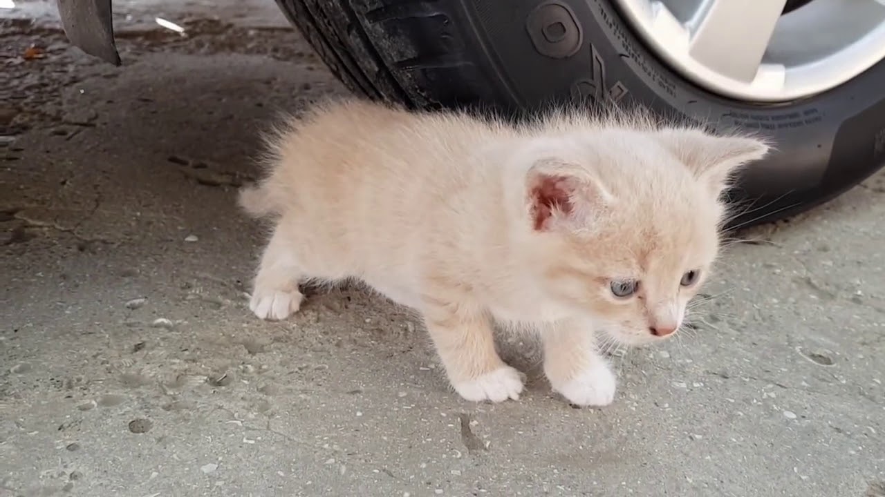 EXPERIMENTS CAR VS BABY CAT ! - YouTube