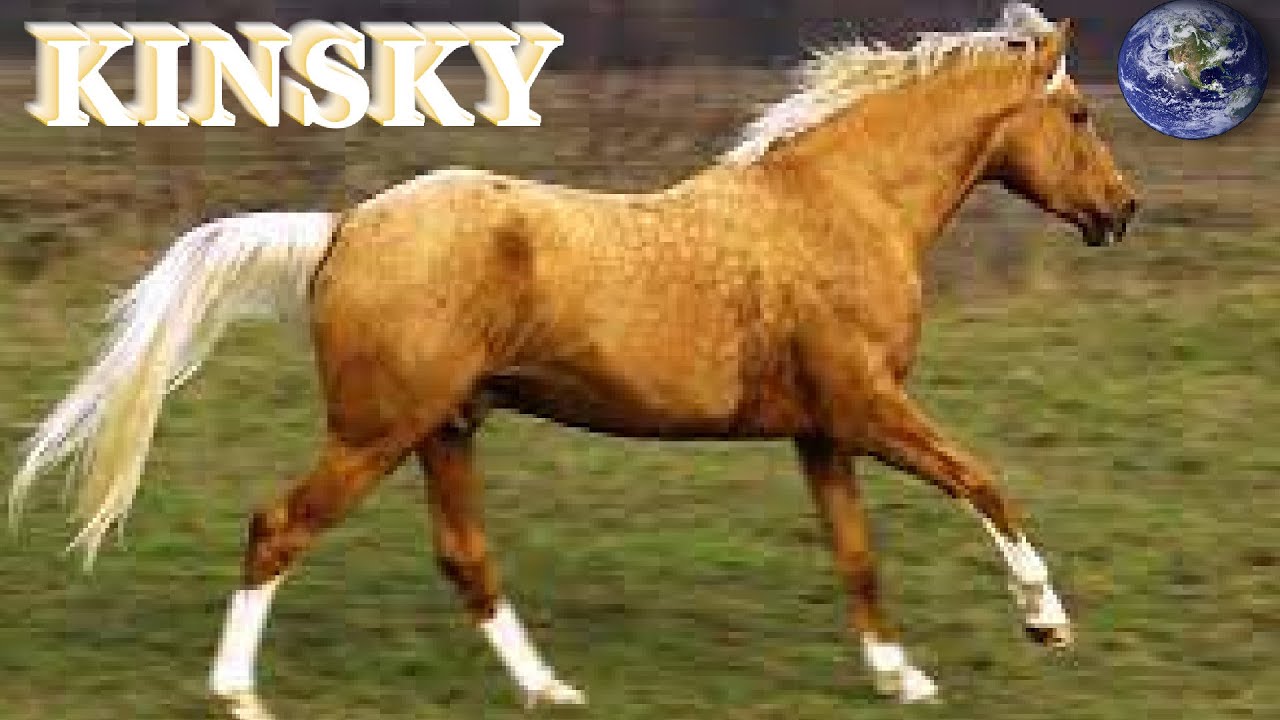 TOP Beautiful Kinsky Horse in the World! - YouTube