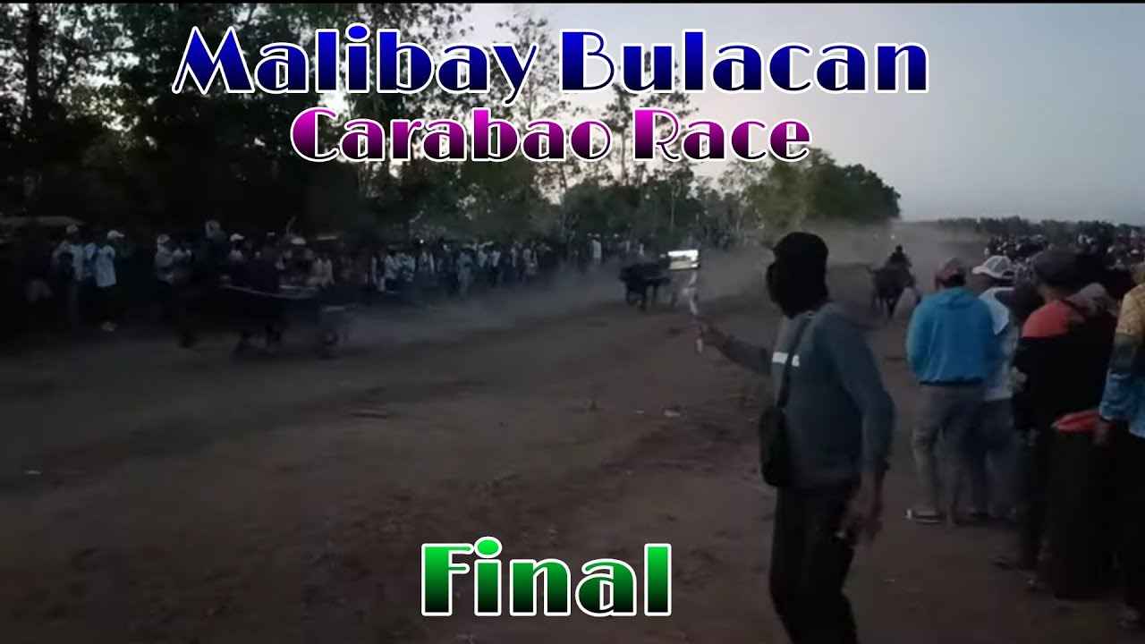 EP,579.Malibay Bulacan Carabao Race Final - YouTube