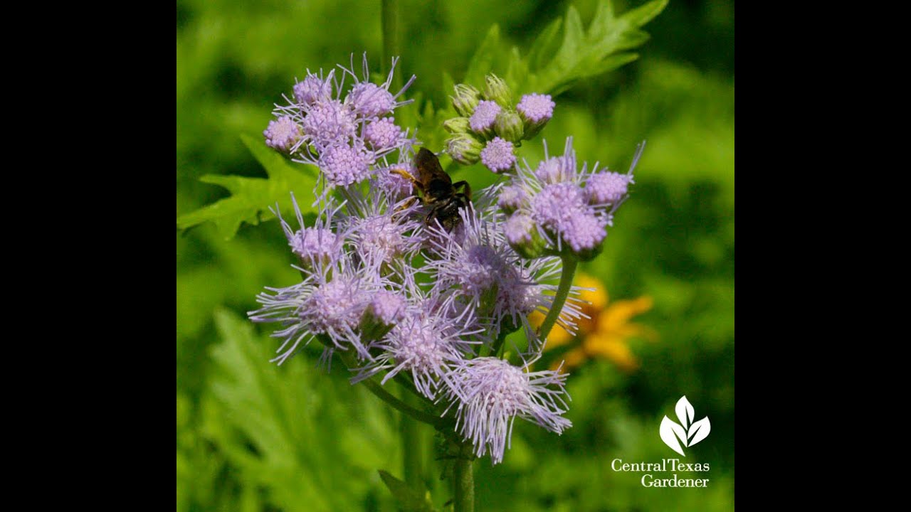 What do insects see |Andrea DeLong-Amaya |Central Texas Gardener - YouTube