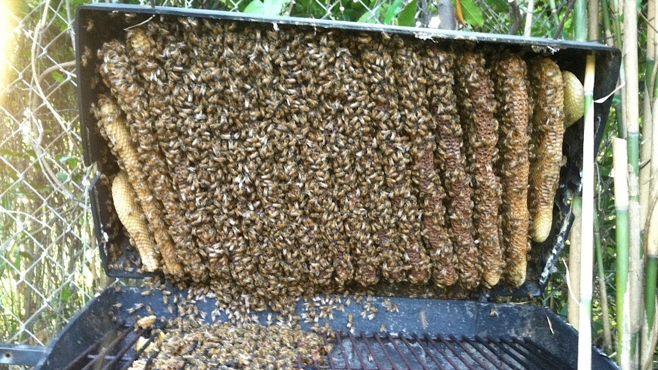 My Barbecue Pit Is Full Of Bees! - YouTube