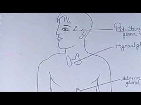 how to draw a position of endocrine glands in the human body - YouTube