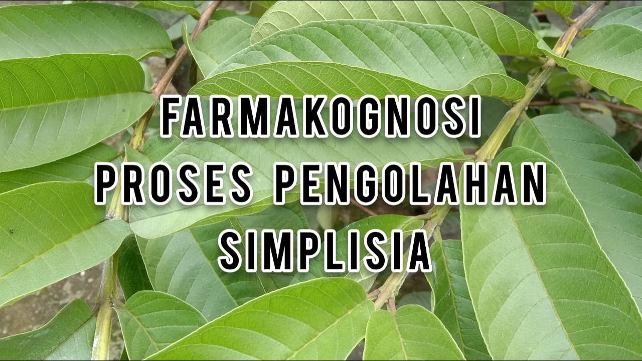FARMAKOGNOSI - PROSES PENGERINGAN SIMPLISIA - YouTube