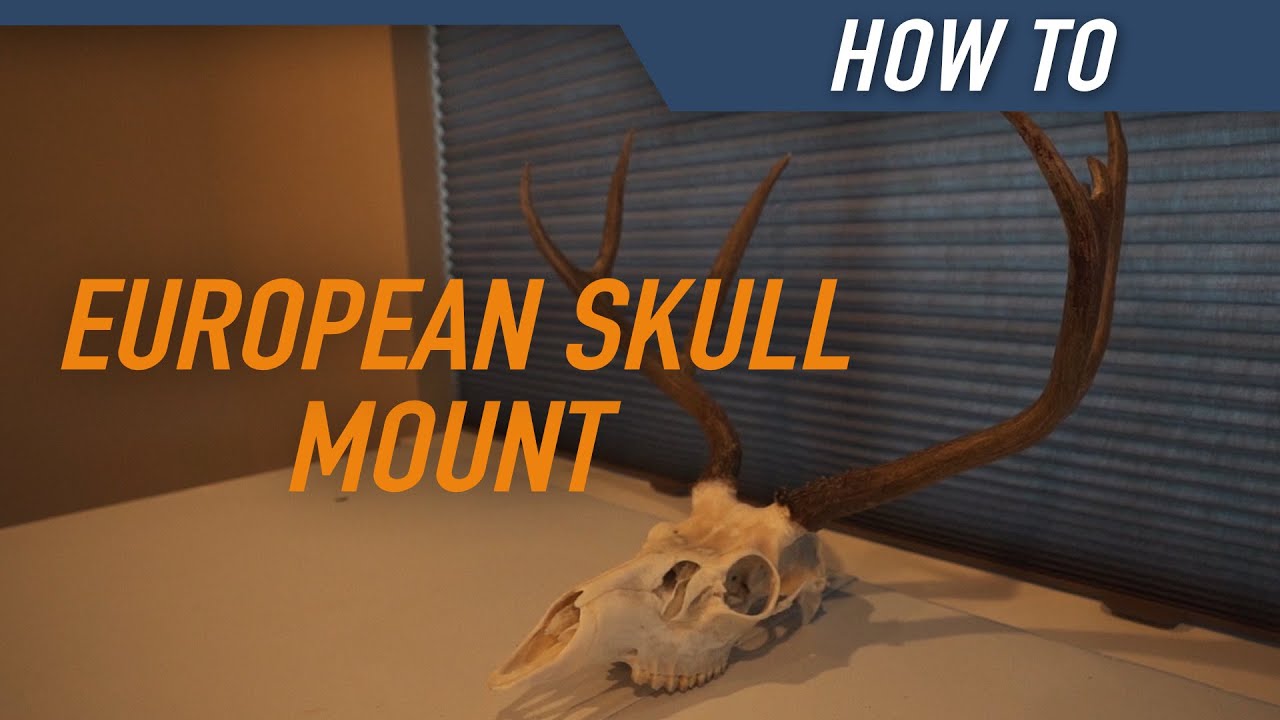 How To Clean A Deer Skull European Skull Mounts YouTube How To Clean A Deer Skull European Skull Mounts YouTube