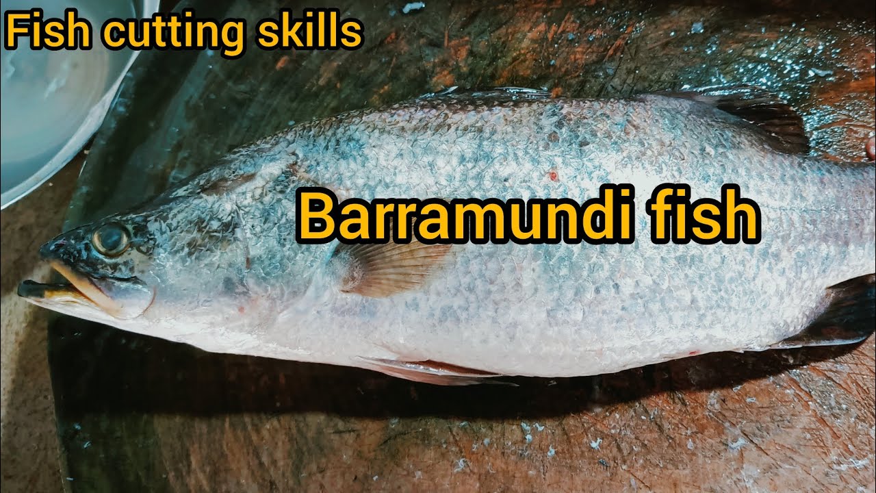 Amazing fish barramundi cutting skills #trending#seafish#fish - YouTube