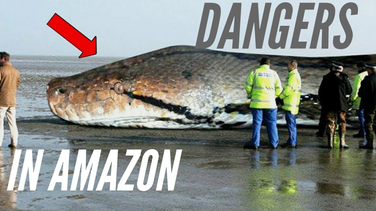 5 Most Dangerous Animals of Amazon Rainforests | The Most Dangerous ...