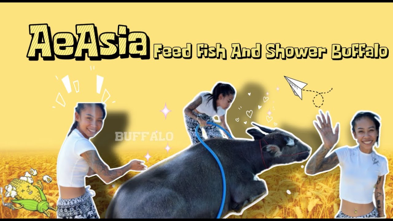 AeAsia Feed Fish And Shower Buffalo - YouTube
