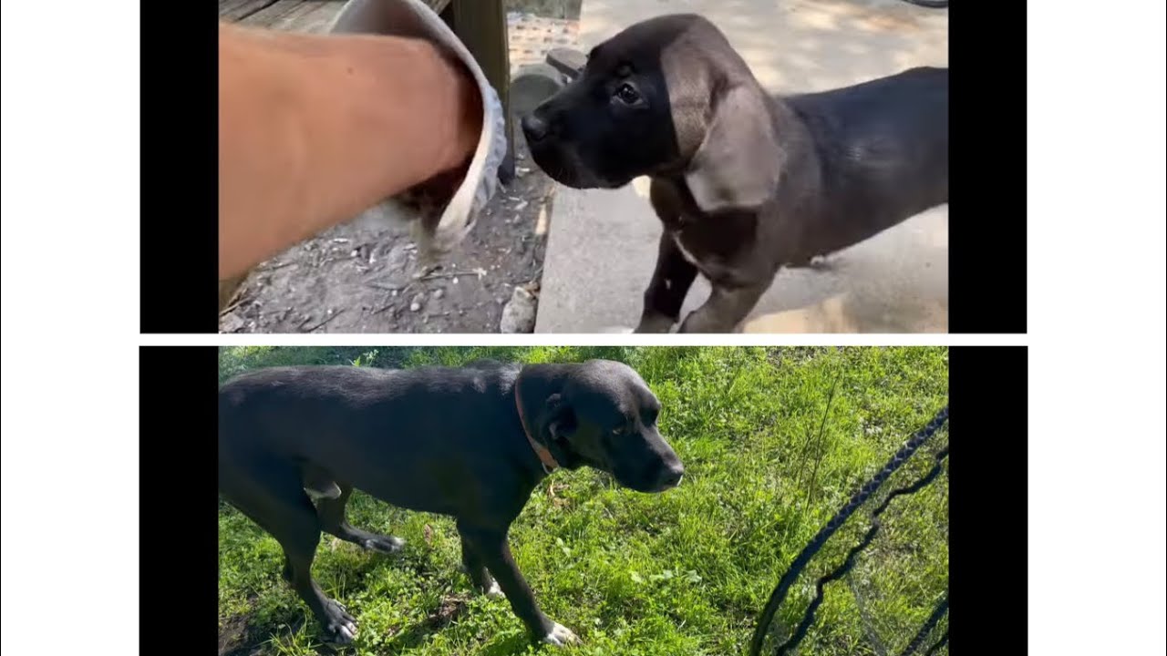 The Urban Rescue Ranch: Then & Now - YouTube