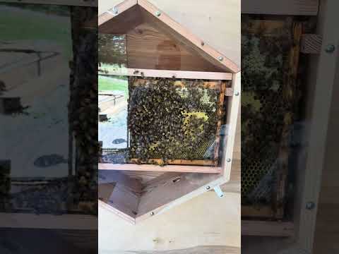 The V3 Indoor Modular Hive tour. · Inside Bees