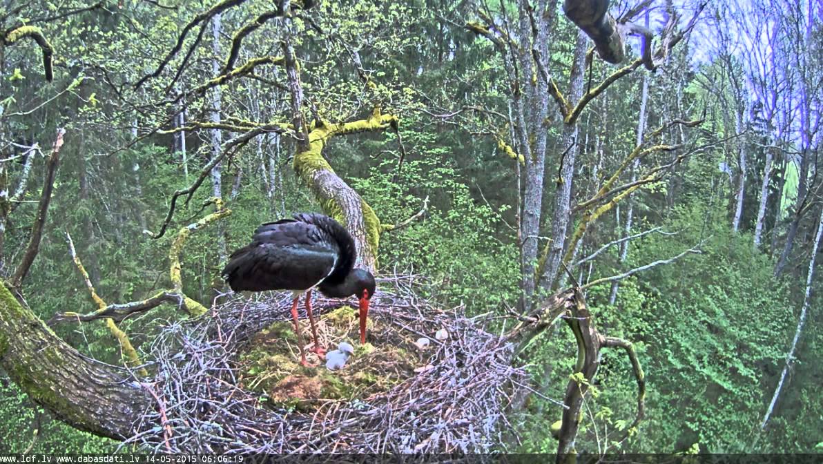 6h03m49s melnais starkis chick feeding - YouTube