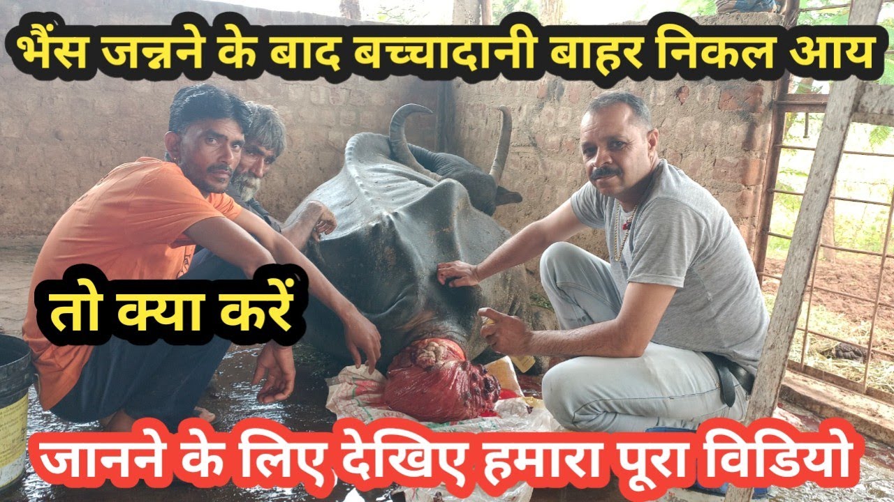 भैंस का कांटा या बच्चादानी बाहर निकल आय तो क्या करें / Bhais ka kanta ...