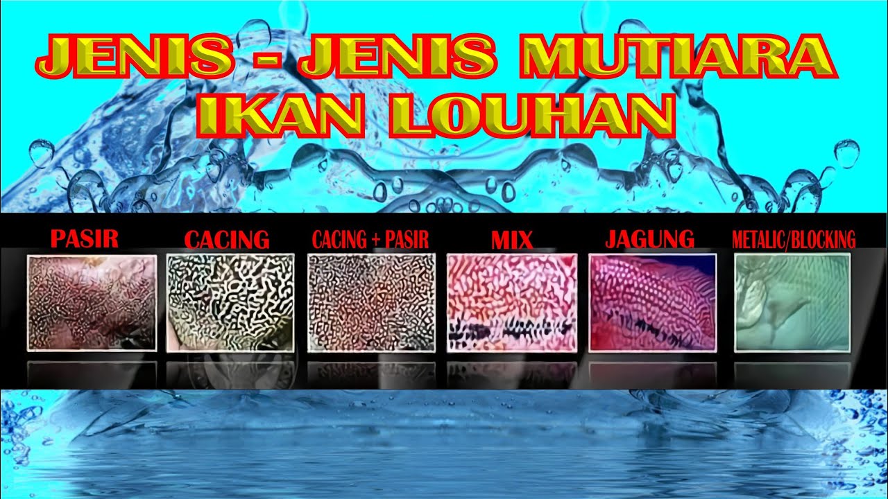 JENIS JENIS MUTIARA IKAN LOUHAN - YouTube