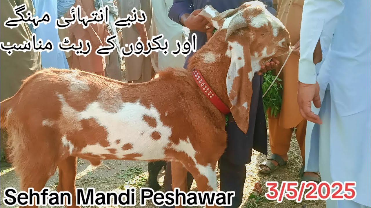 New Updates Sehfan Mandi Peshawar Mall Boht mehnga - YouTube