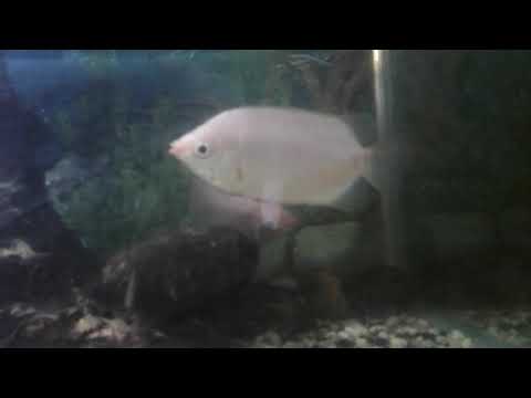 sl fish - YouTube