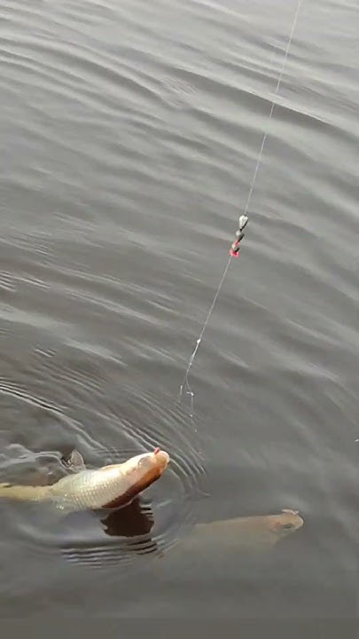 Верхний поводок обязателен при ловле плотвы на поплавочную удочку ...