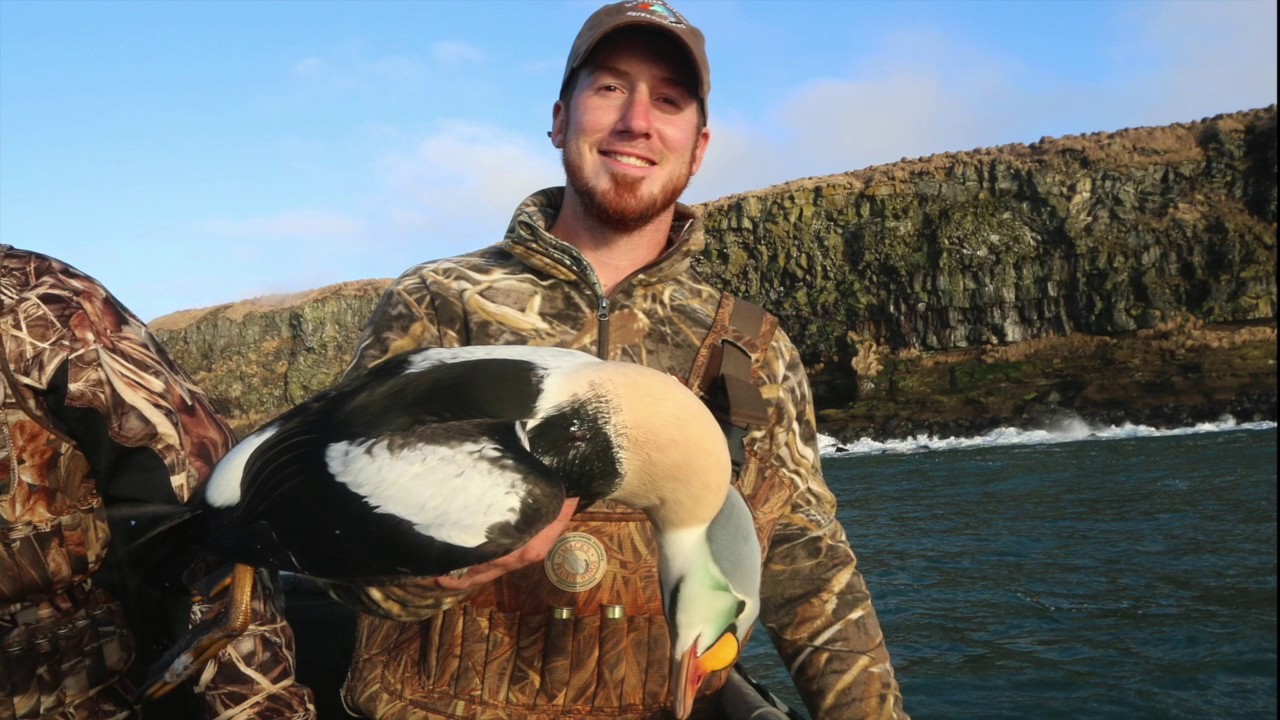 King Eider Hunting