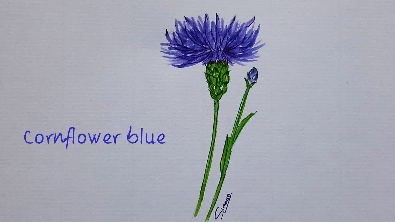 Cornflower Blue Drawing in Colors/ How to Draw Cornflower Blue - YouTube