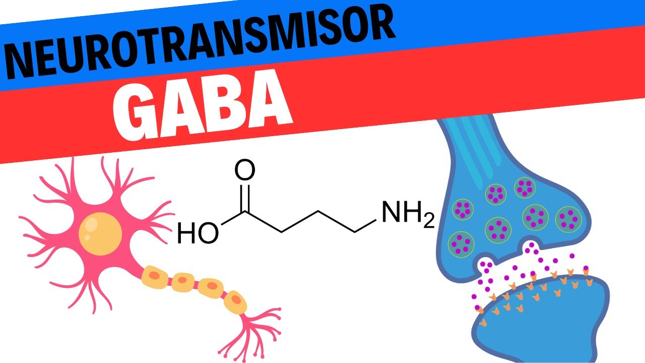 Fisiología del GABA. Neurociencias 9 - YouTube