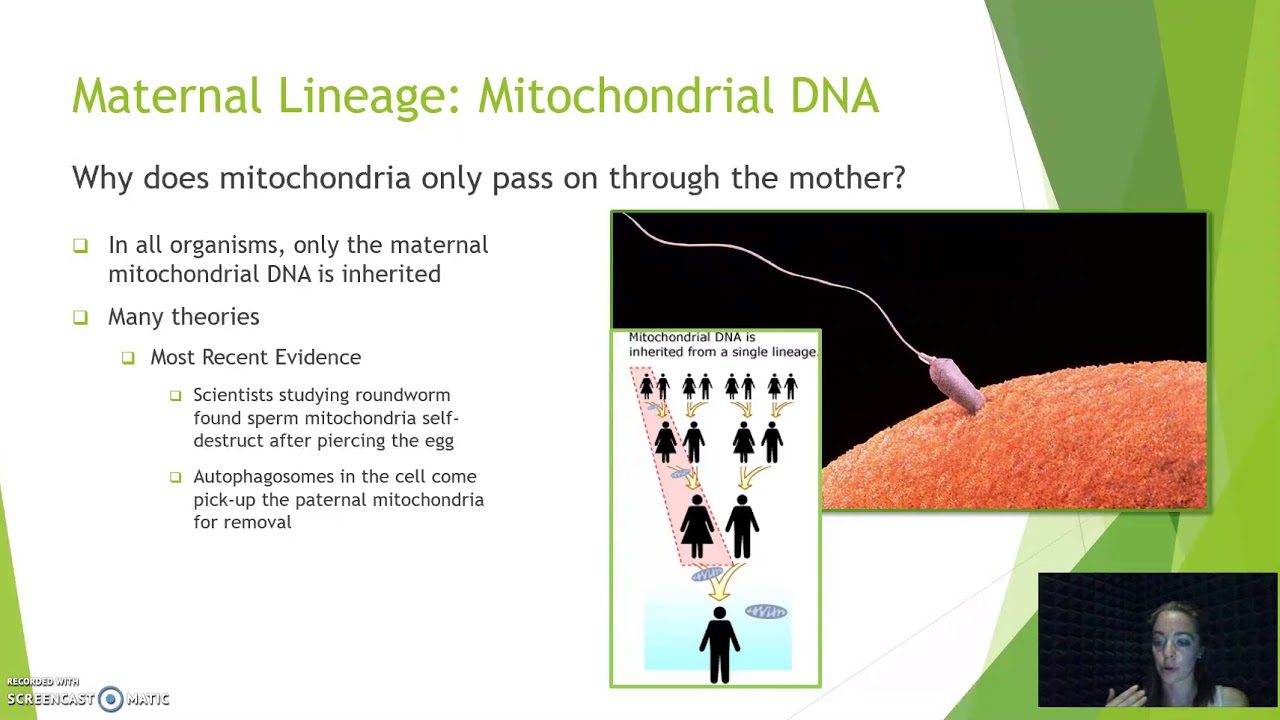 Maternal & Paternal Lineage: Maternal Lineage - YouTube