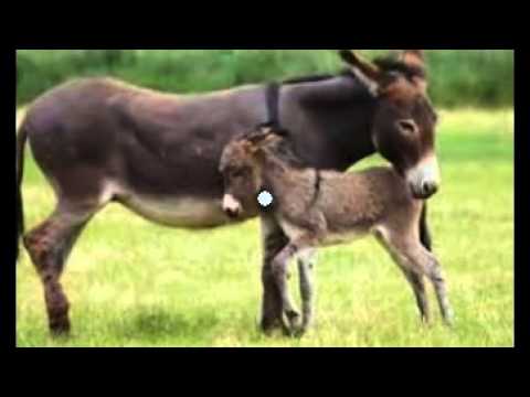 En Çok İnsan Öldüren Hayvanlar