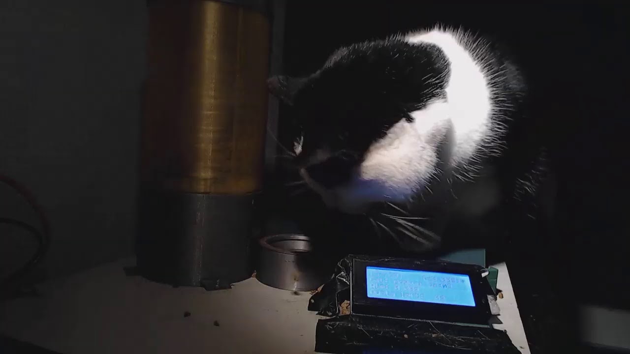 Live cat stream - YouTube