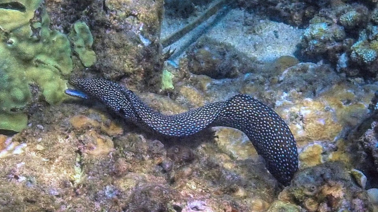 Moray Eel: A Day in the Life - YouTube