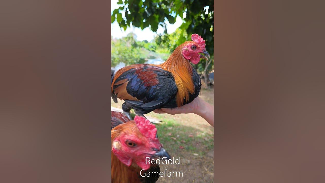 Super brown red X Johnny bishop kelso #gamefowl #gamefarm #quality #haroldshatchery - YouTube
