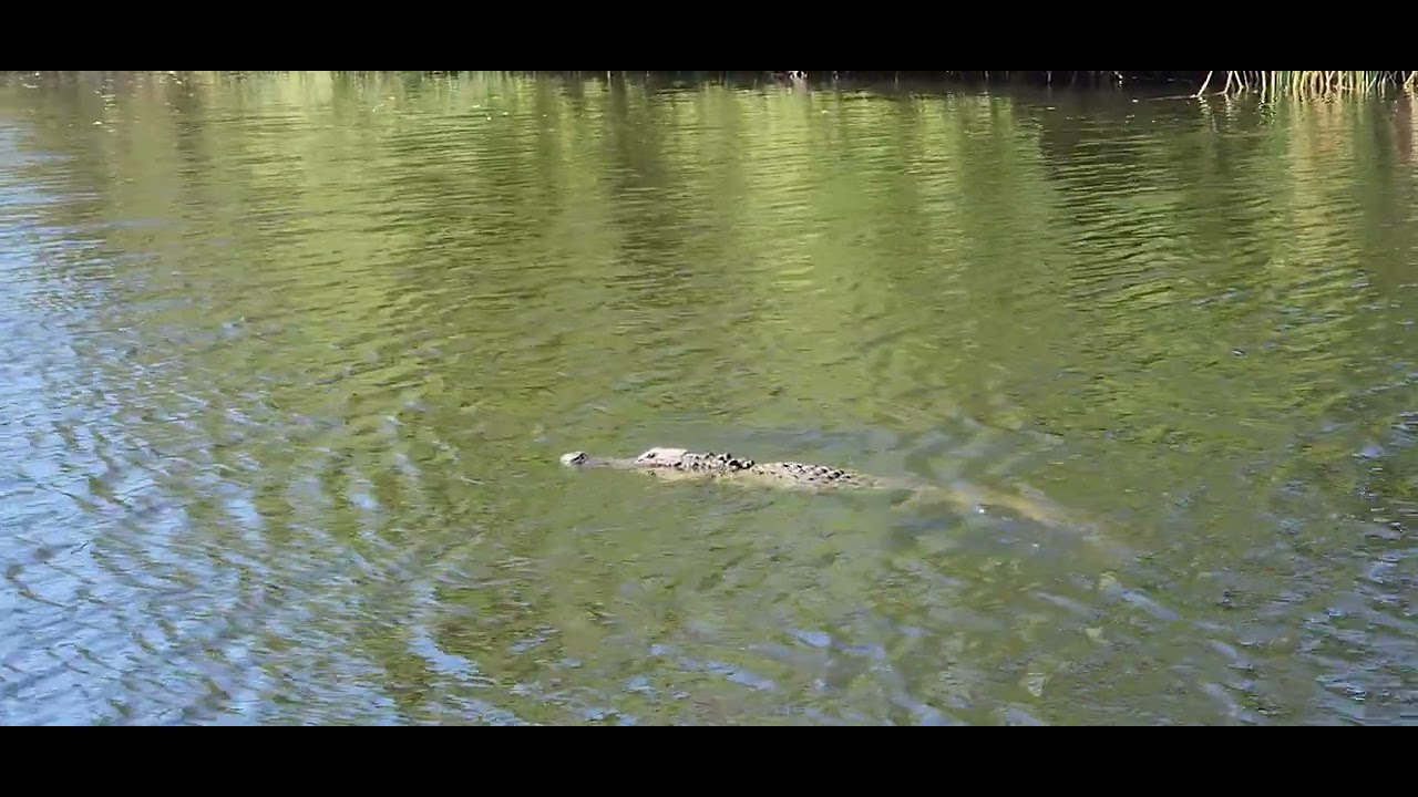 Big Gator sets up to watch me fish. - YouTube