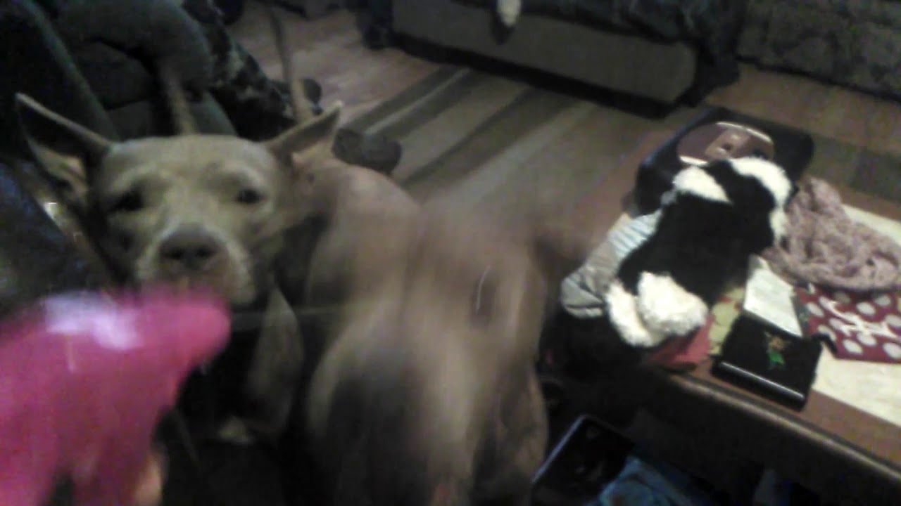 Pitbulls vs spray bottle - YouTube