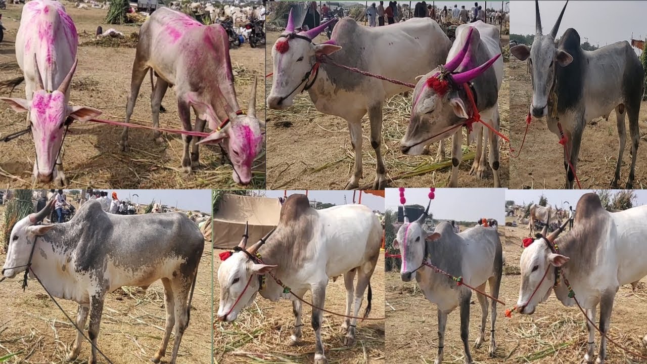 Jat yatra ,khillar gaay,khillar bail market/खिलार गुरांचा बाजार . - YouTube