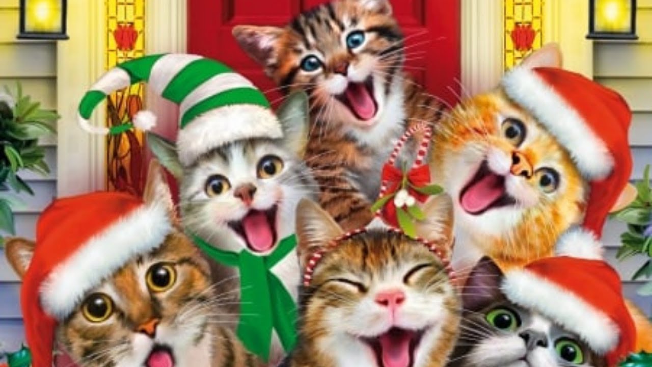 Every Cat at Christmas🌲 😬 // - YouTube