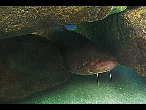 イワトコナマズ Iwatokonamazu Silurus lithophilus - YouTube
