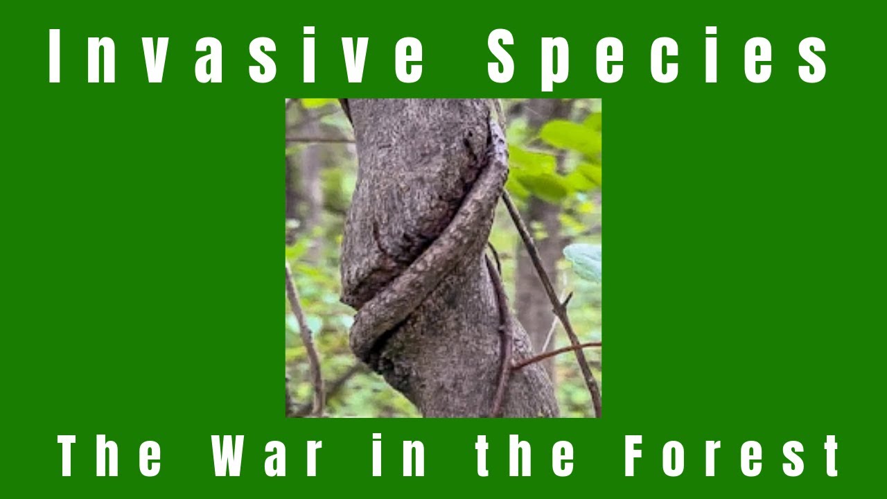 War on Invasive Species Destroying Forests - YouTube