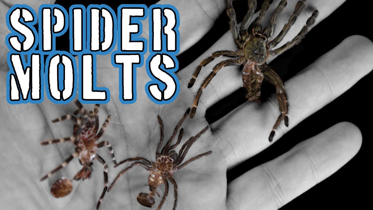 Spider Molts #tarantula #molting #inverts #spiders - YouTube
