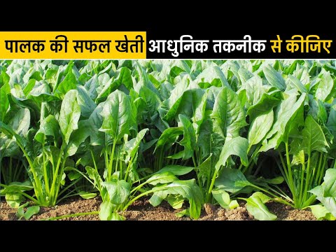पालक की खेती | Spinach farming | advance farming | Palak ki kheti kaise karen - YouTube