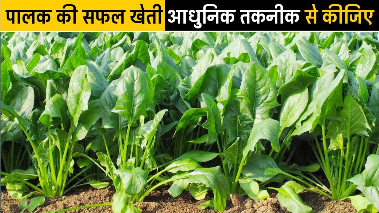 पालक की खेती | Spinach farming | advance farming | Palak ki kheti kaise ...