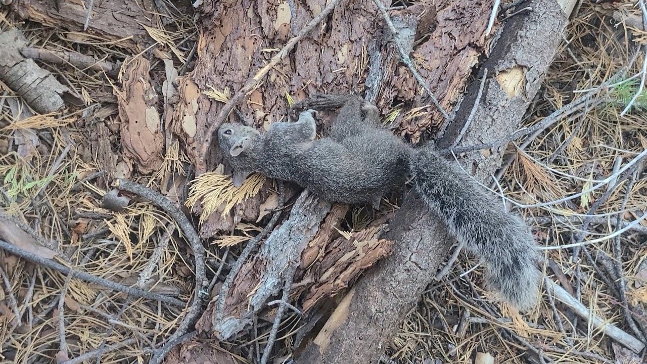Archery Western Gray Squirrel Hunting - Xuas Hneev Tua Naag Ncuav Lom ...
