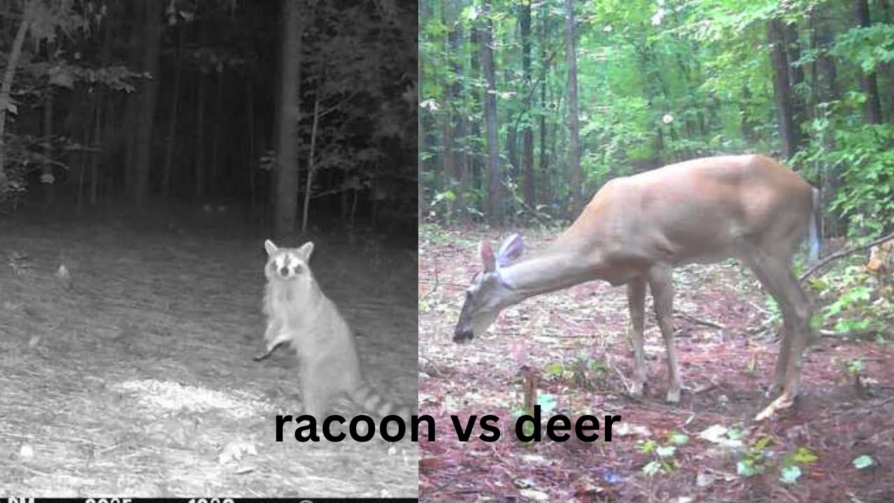 Racoon vs deer|a David vs Goliath story - YouTube