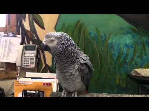 Knoxville Zoo's African Grey Parrot Einstein - YouTube
