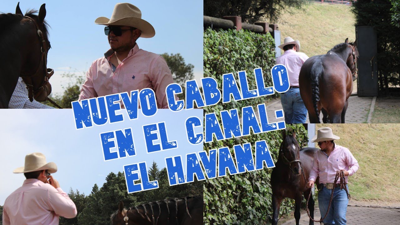 MI PRIMER CABALLO, LES PRESENTO AL HAVANA ESTE CABALLO RETINTO # ...